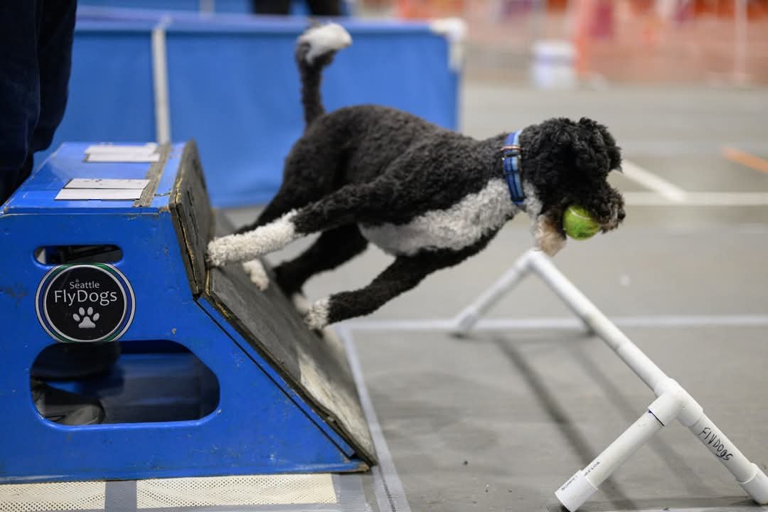 Seattle FlyDogs – All Breeds. All Speeds. Playing Flyball!