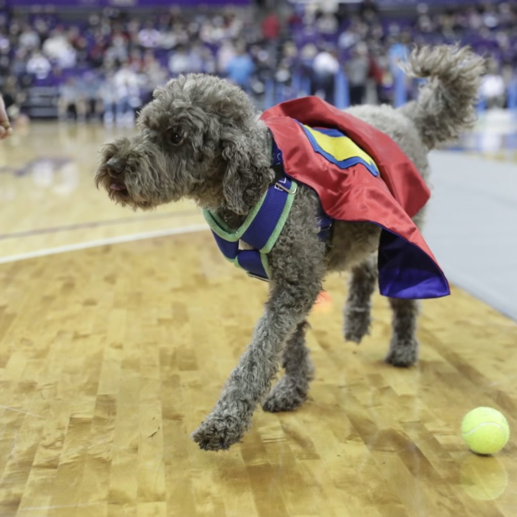 Seattle FlyDogs – All Breeds. All Speeds. Playing Flyball!